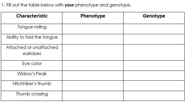 SOLVED: Fill out the table below with your phenotype and genotype ...