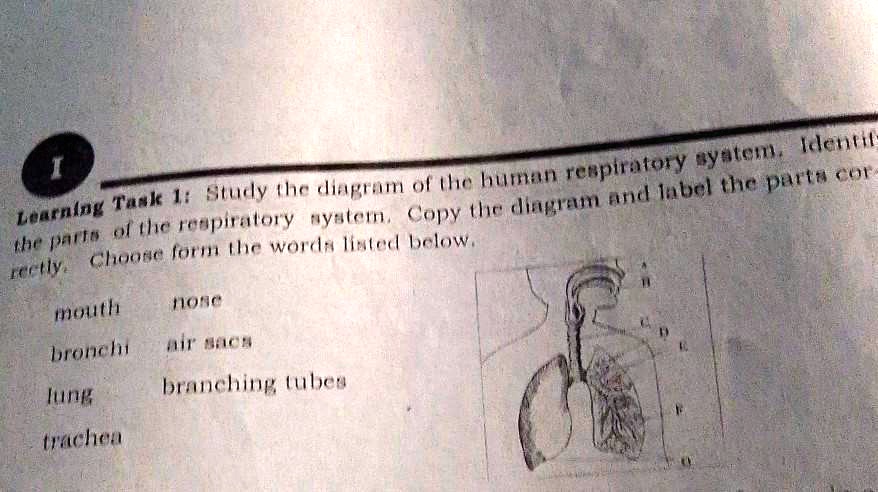 SOLVED: Learning Task 1: Study the diagram of the human respiratory ...