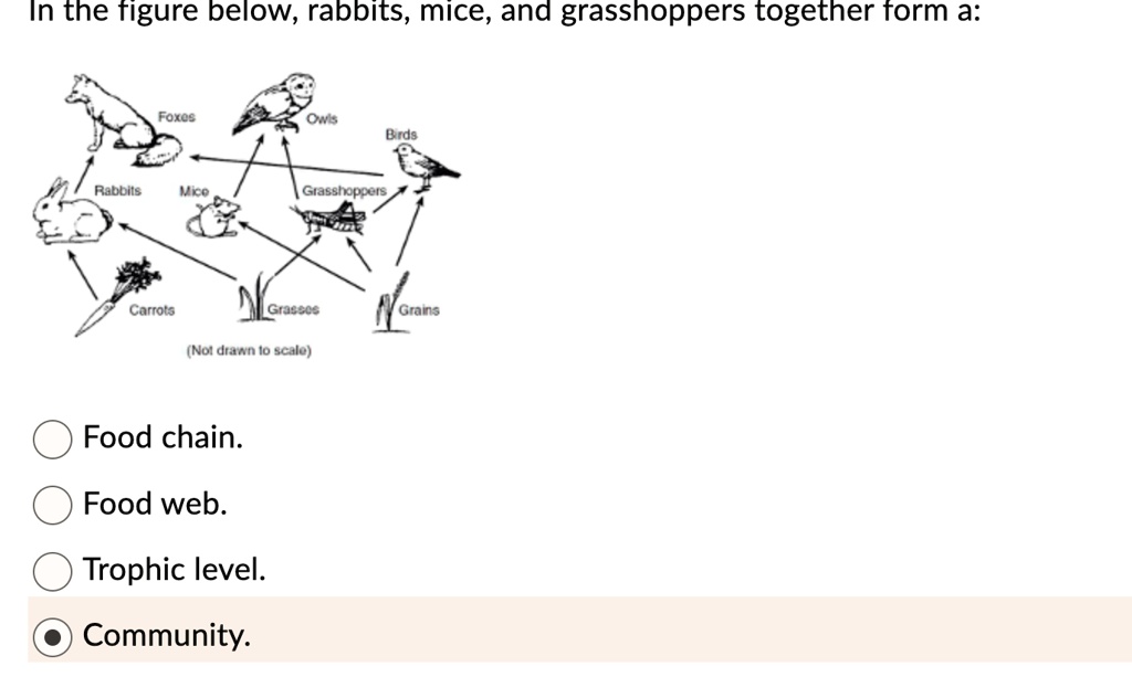 In the figure below, rabbits, mice, and grasshoppers together form a ...