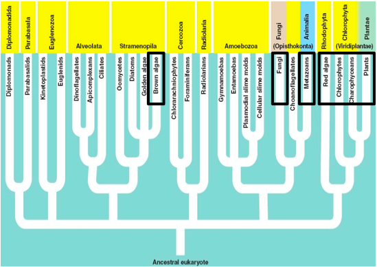 examine the phylogenetic tree of eukaryotes above which includes the ...