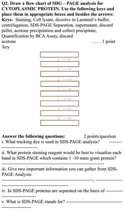 Q2 Draw a flowchart of SDS-PAGE analysis for CYTOPLASMIC PROTEIN. Use ...