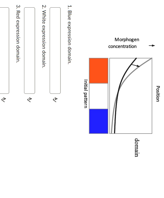 SOLVED: A morphogen gradient is established from left to right in a ...