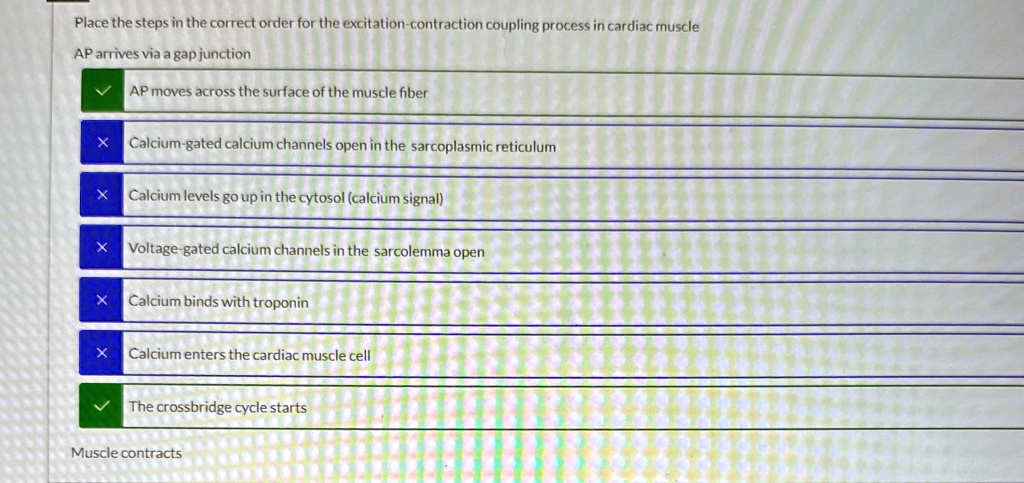 place the steps in the correct order for the excitation contraction ...