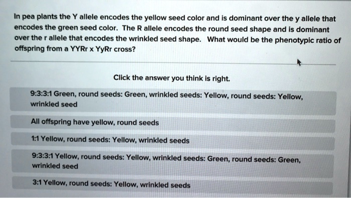 In pea plants the Y allele encodes the yellow seed color and is ...