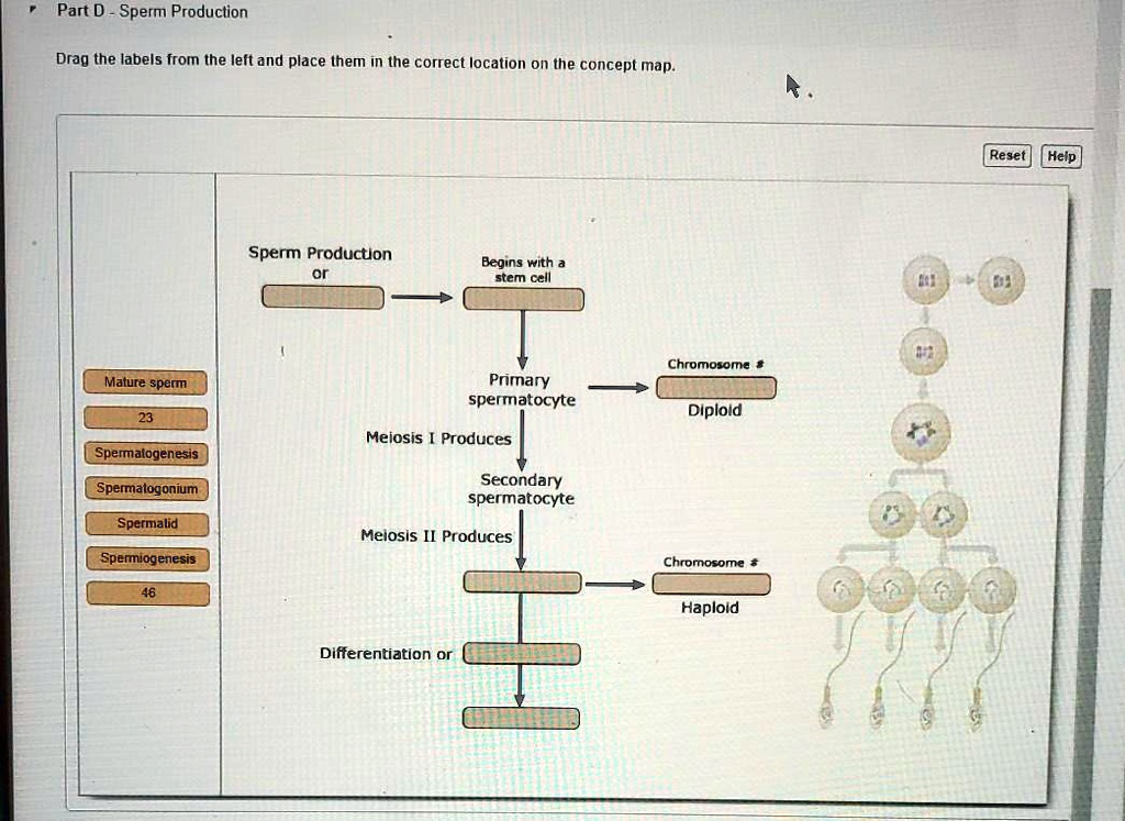 SOLVED: Part D - Sperm Production Drag the labels from the left and ...