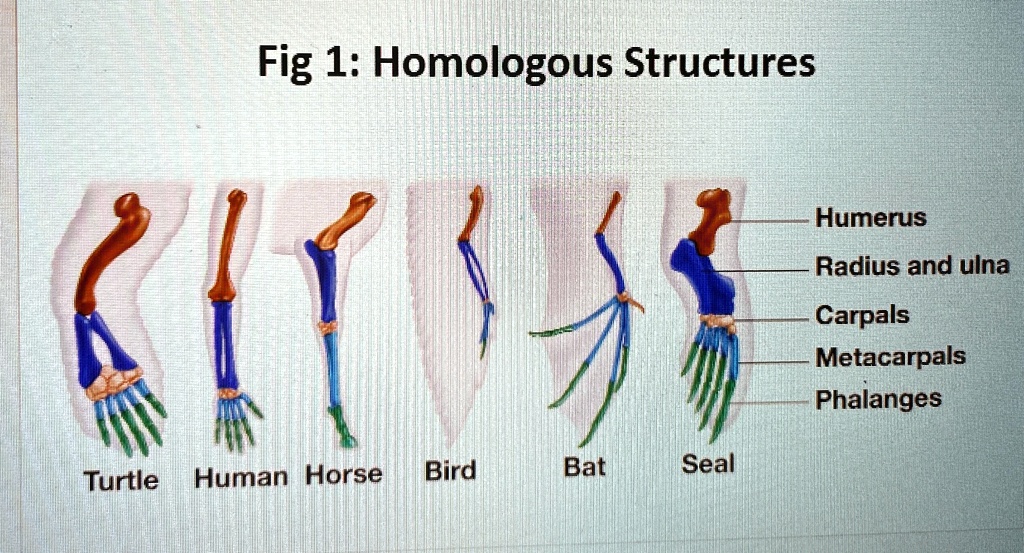 Fig 1: Homologous Structures Turtle Human Horse Bird Bat Seal Humerus ...