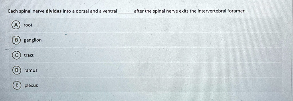 Each spinal nerve divides into a dorsal and a ventral after the spinal ...
