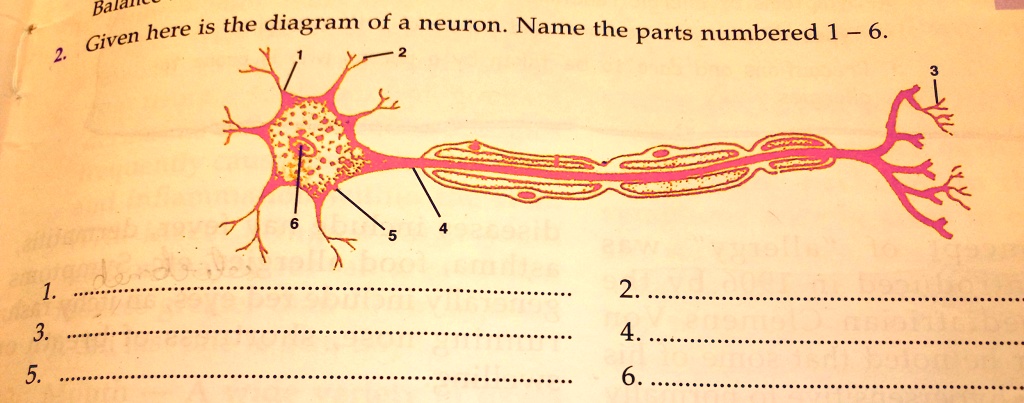 SOLVED: Given here is the diagram of a neuron. Name the parts numbered 1-6. Balart, here is the ...