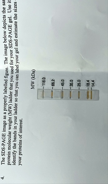 4 the sds page image as a properly labelled figure the image below ...