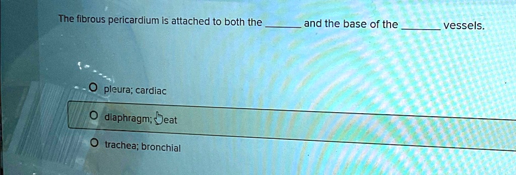 The fibrous pericardium is attached to both the pleura; cardiac and the ...