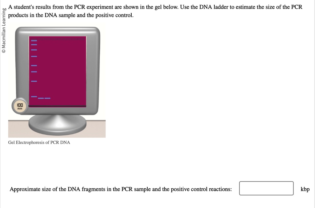 SOLVED: A student's results from the PCR experiment are shown in the ...