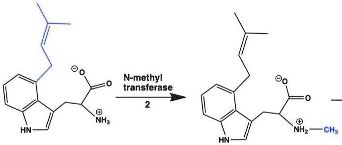 N-methyl transferase 2