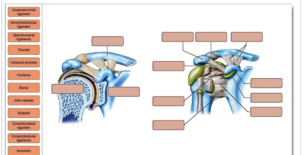 coracoacromial ligament acromioclavicular ligament glenohumeral ...