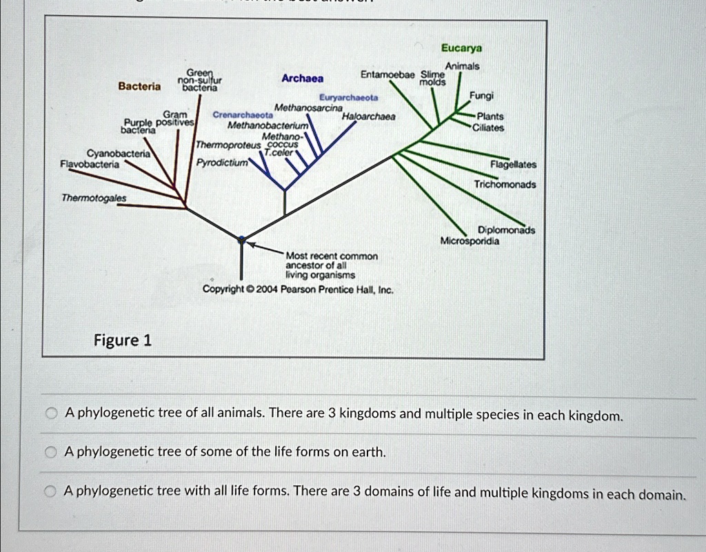 Eucarya Animals Bacteria Green non-sulfur bacteria Archaea Entamoebae ...