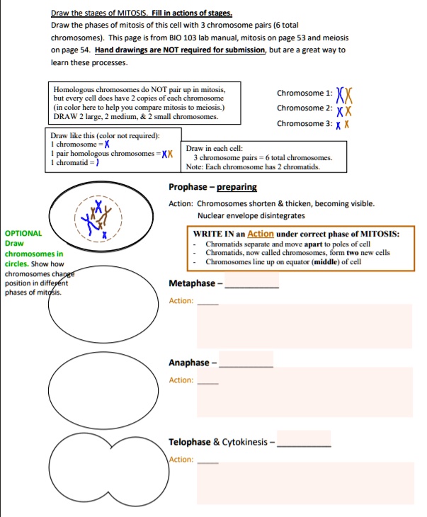 Draw the stages of MITOSIS. Fill in actions of stages. Draw the phases ...