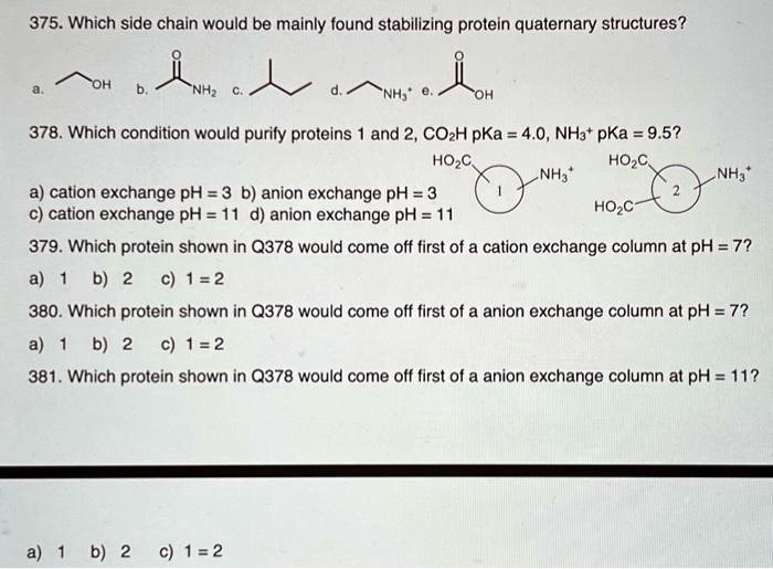 SOLVED: Texts: 375. Which side chain would be mainly found stabilizing protein quaternary ...