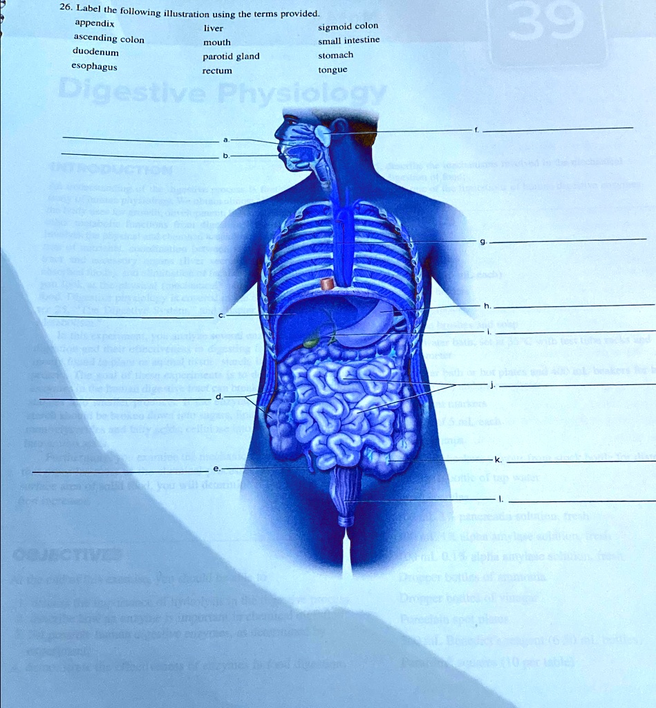 Label the following illustration using the terms provided. appendix ascending colon duodenum ...