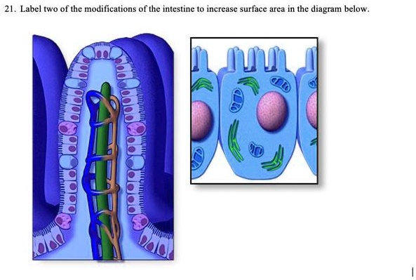 21. Label two of the modifications of the intestine to increase surface ...