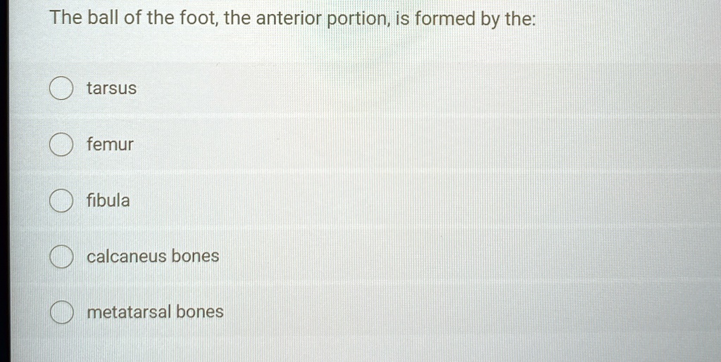 the ball of the foot the anterior portion is formed by the tarsus femur ...