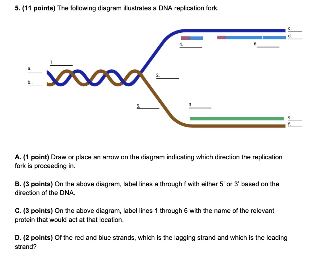 SOLVED: 5. (11 points) The following diagram illustrates a DNA ...