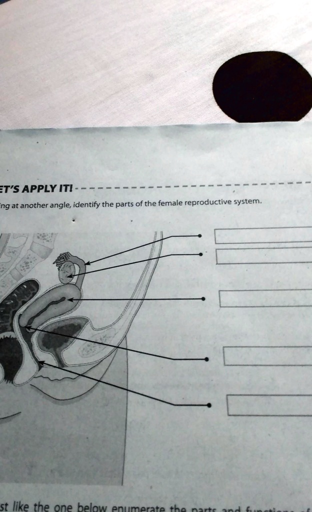 Identify all the parts of the female reproductive system. Answer to 1-5 ...