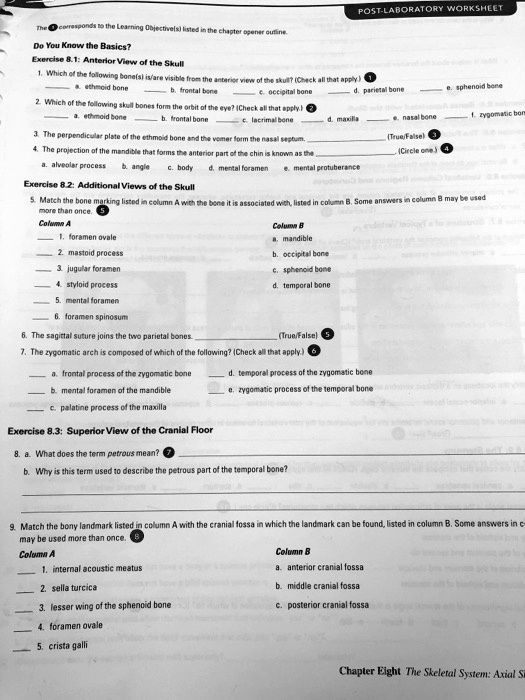 SOLVED: Do You Know the Basics? Exercise 8.1: Anterior View of the ...