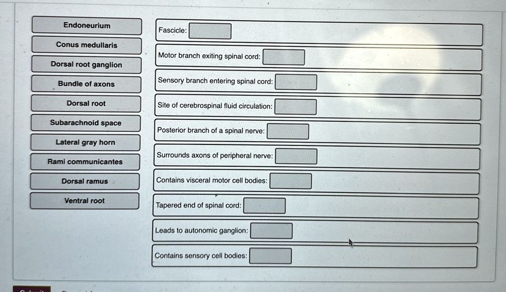 Endoneurium Fascicle: Conus medullaris Motor branch exiting spinal cord ...
