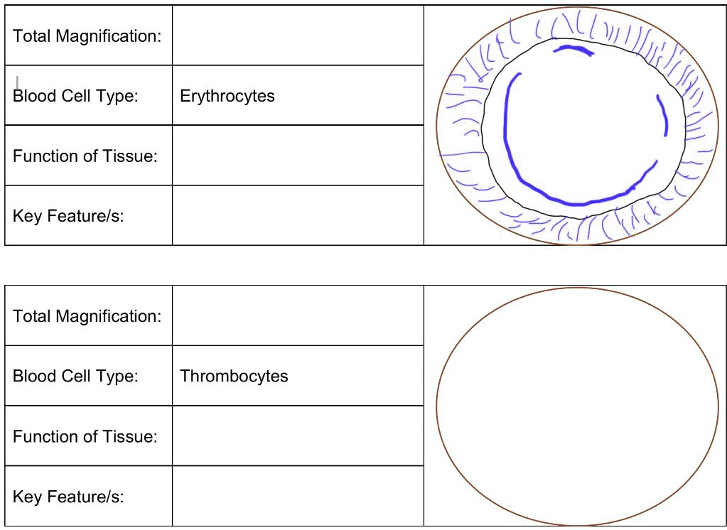 SOLVED: Total Magnification: Blood Cell Type: Erythrocytes Function of ...