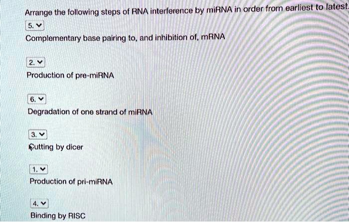 SOLVED: Arrange the following steps of RNA interference by miRNA in ...