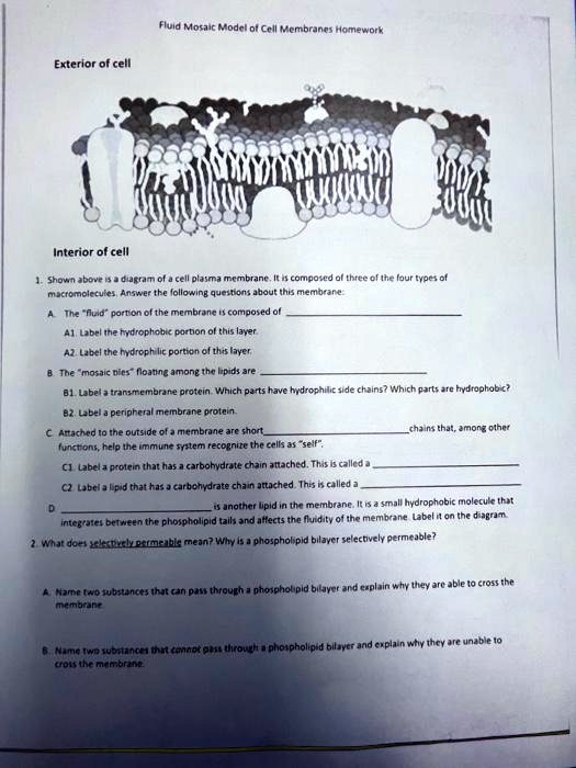 Exterior of cell Fluid Mosaic Model of Cell Membranes Homework Interior ...