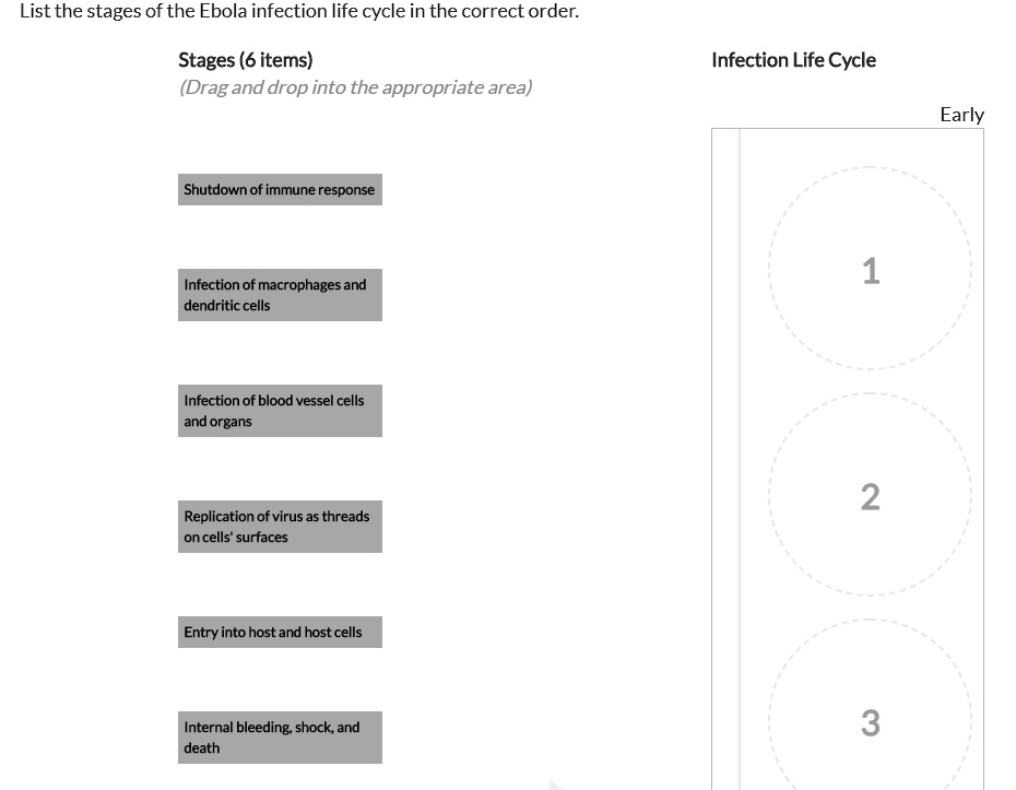 List the stages of the Ebola infection life cycle in the correct order ...