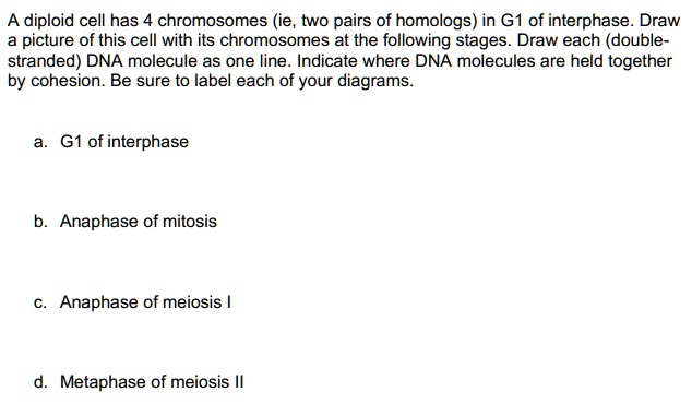 SOLVED: A diploid cell has 4 chromosomes (ie , two pairs of homologs ...