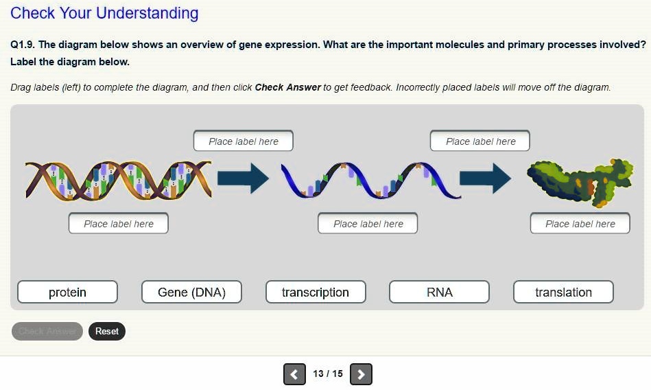 g check your understanding q19 the diagram below shows an overview of ...