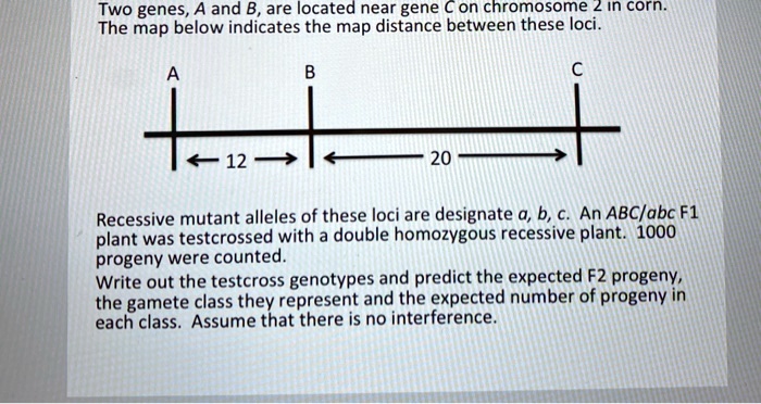 SOLVED: Two genes, A and B, are located near gene C on chromosome 2 in ...
