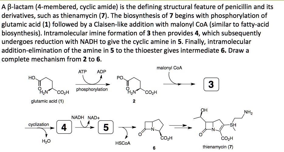 A ?-lactam (4-membered, cyclic amide) is the defining structural ...