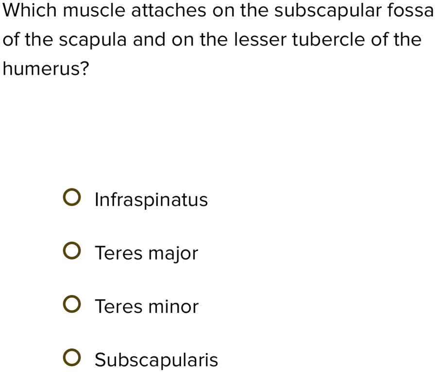 Which muscle attaches on the subscapular fossa of the scapula and on ...