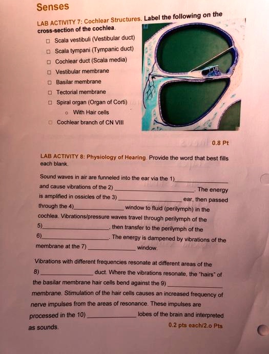 SOLVED: Senses LAB ACTIVITY 7: Cochlear Structures. Label the following ...