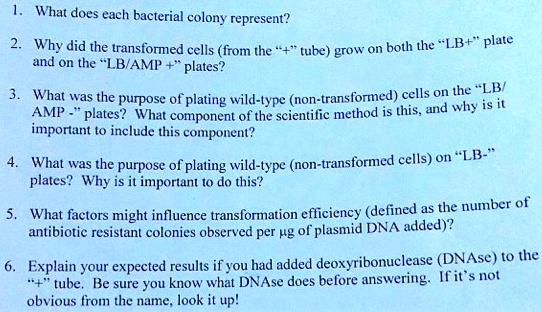 1. What does each bacterial colony represent? 2. Why did the ...