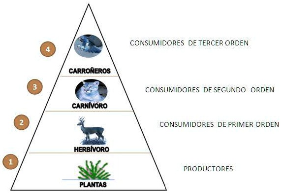 SOLVED: 2. Observe las imágenes e identifique los siguientes elementos ...