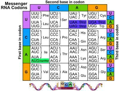 SOLVED: A gene has a base sequence of AGA. Due to a mutation, the base ...