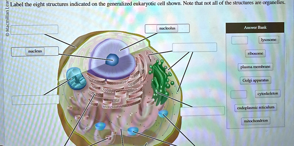 Macmillan Lear Label the eight structures indicated on the generalized ...