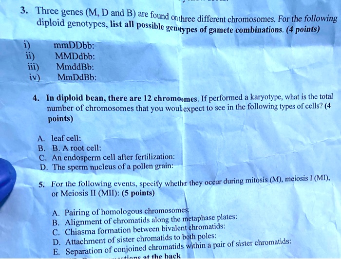 3 three genes m d and b are found diploid genotypes list all on three ...