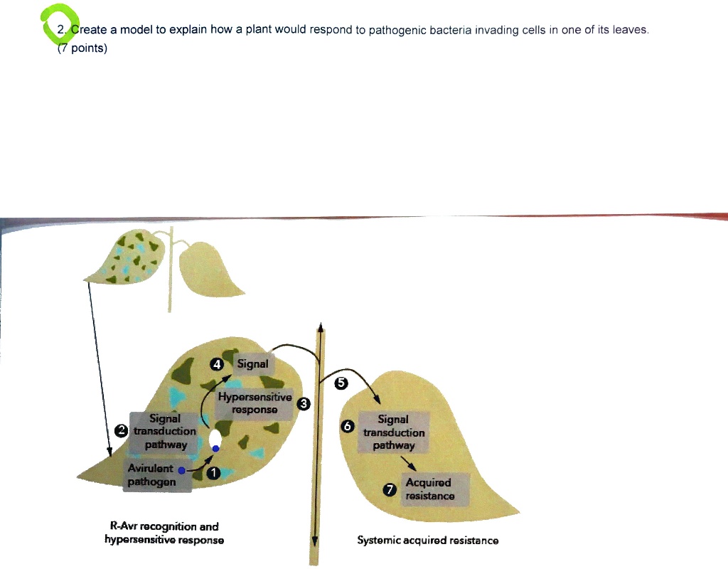 SOLVED: Create a model to explain how a plant would respond to ...