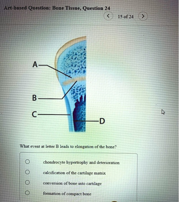 Question 15 of 24 A B C D What event at letter B leads to elongation of ...