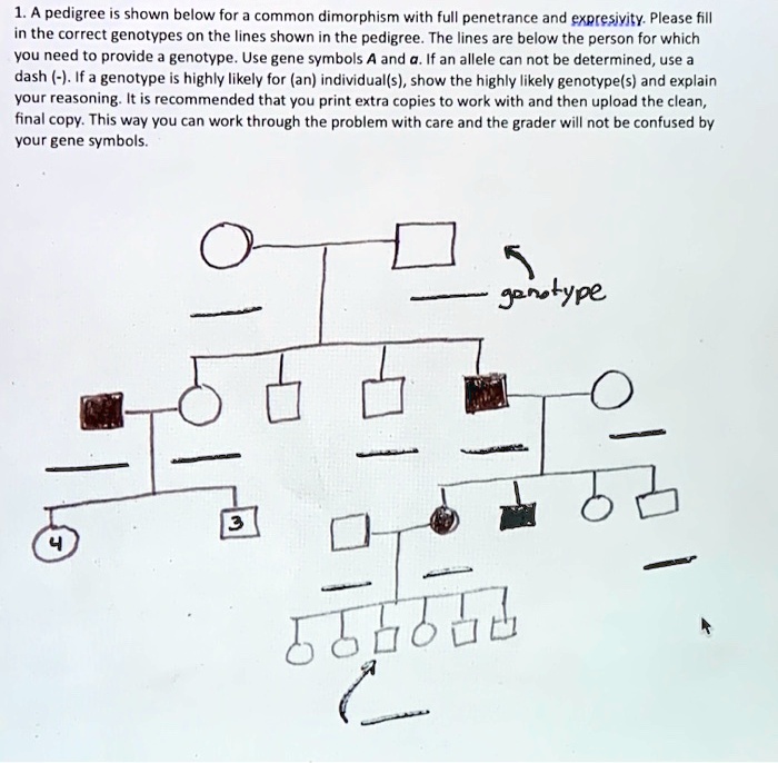 A pedigree is shown below for common dimorphism with full penetrance ...