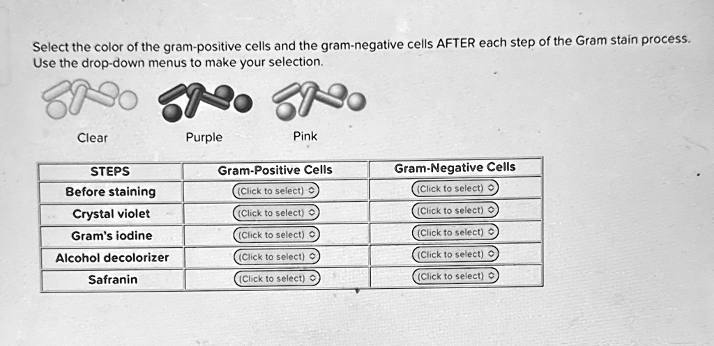 Select the color of the gram-positive cells and the gram-negative cells ...