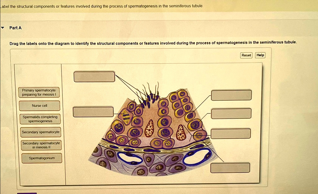 Label the structural components or features involved during the process ...