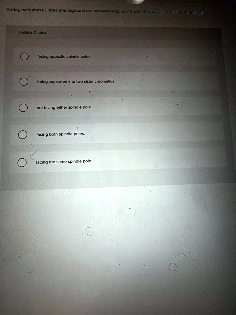 During metaphase I, the homologous chromosomes align at the spindle ...