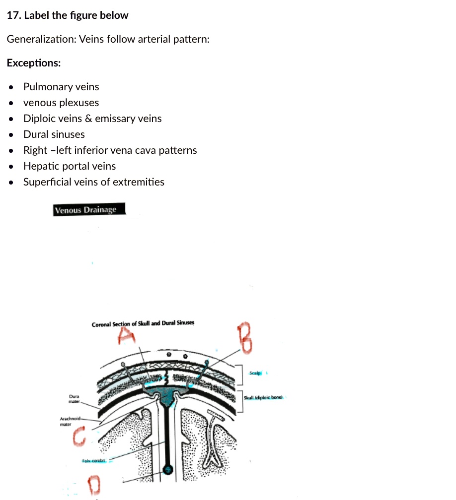 SOLVED: 17. Label the figure below Generalization: Veins follow ...