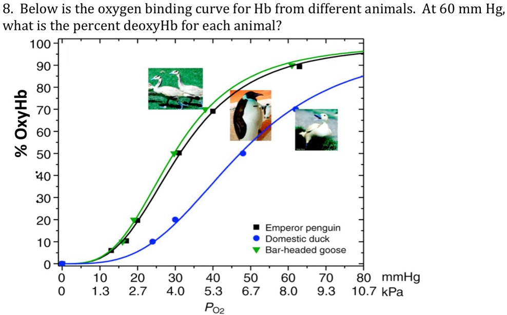 SOLVED: Below is the oxygen binding curve for Hb from different animals. At 60 mmHg, what is the ...